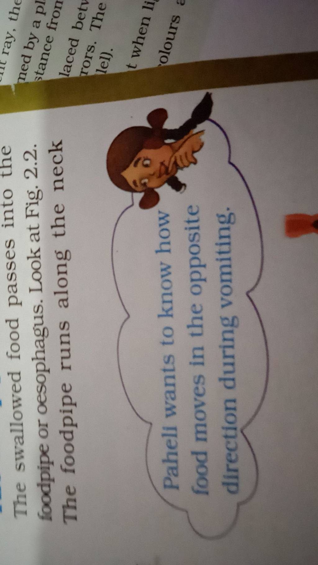 The swallowed food passes into the foodpipe or oesophagus. Look at Fig. 2..