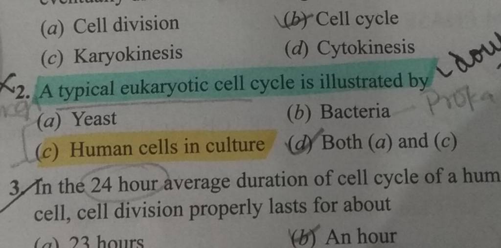 In the 24 hour average duration of cell cycle of a hum cell, cell divisio..