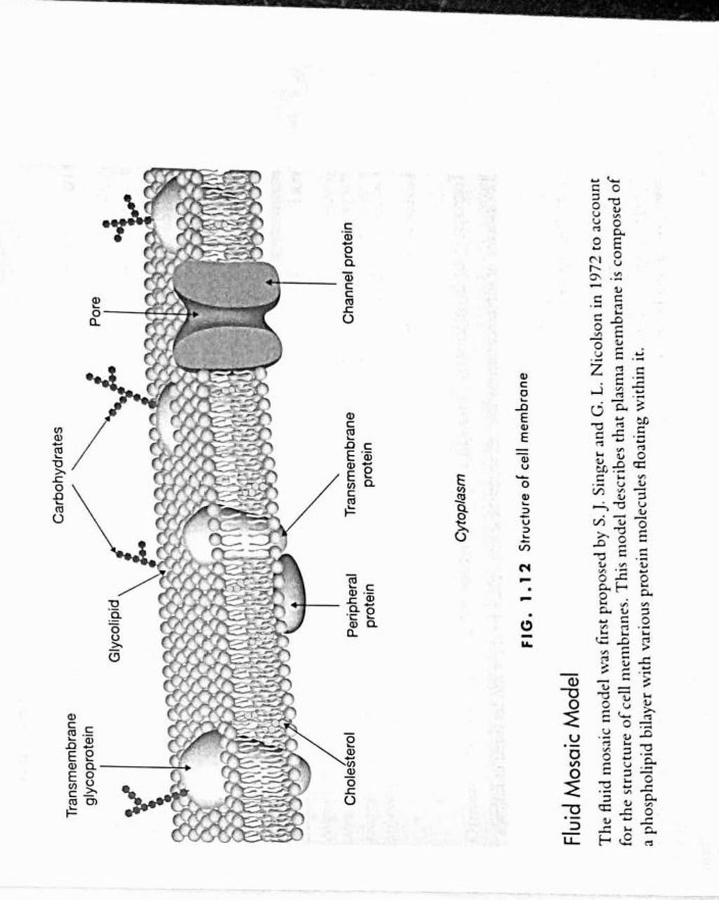 Cytoplasm FIG. 1.12 Structure of cell membrane Fluid Mosaic Model The flu..