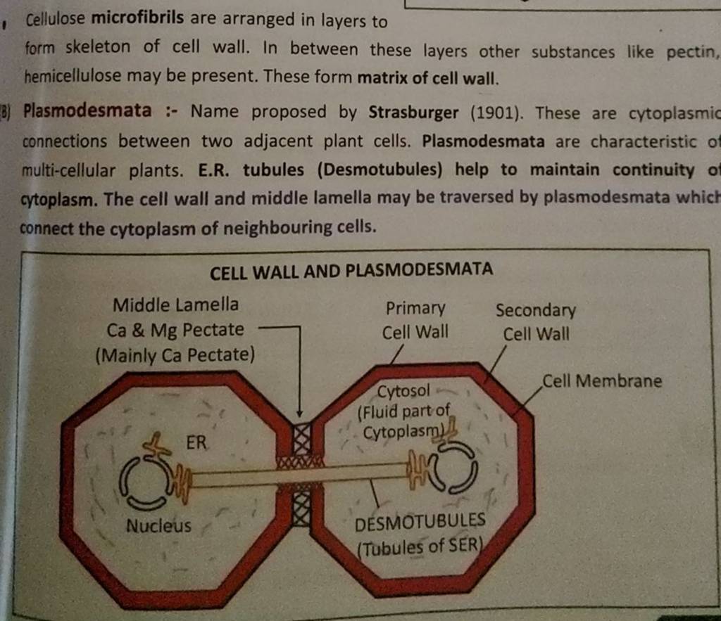 Cellulose microfibrils are arranged in layers to form skeleton of cell wa..