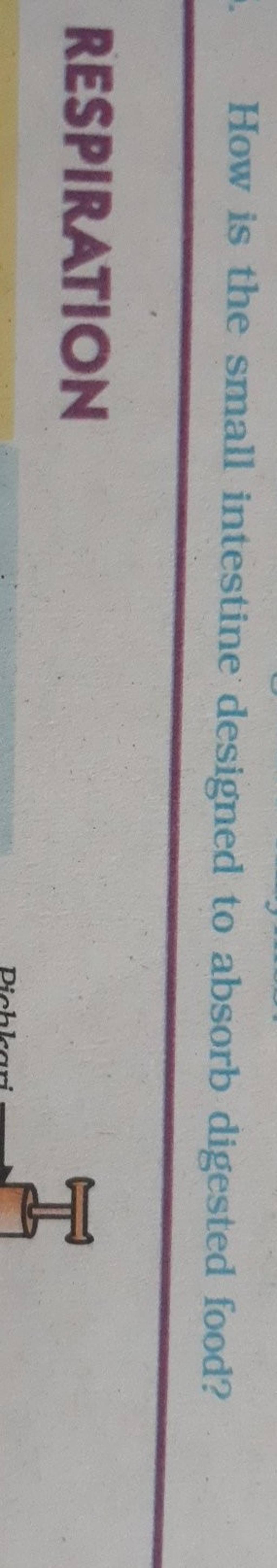 How is the small intestine designed to absorb digested food? RESPIRATION