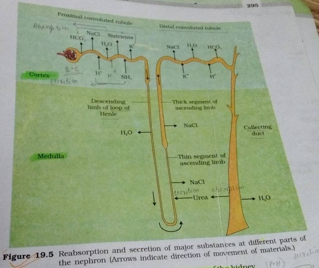 Distal convoluted tubule 295 Thin segment of ascending limb Collecting du..