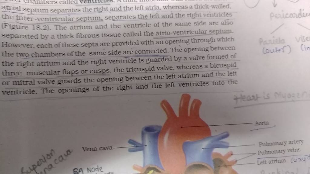 atrial septum separates the right and the left atria, whereas a thick-wal..