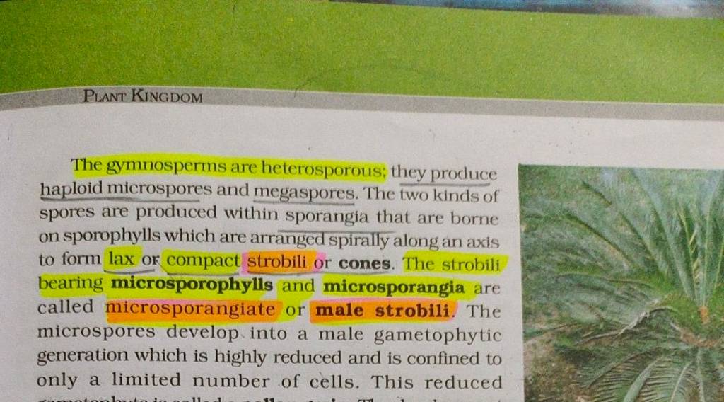 Microspores Vs Megaspores
