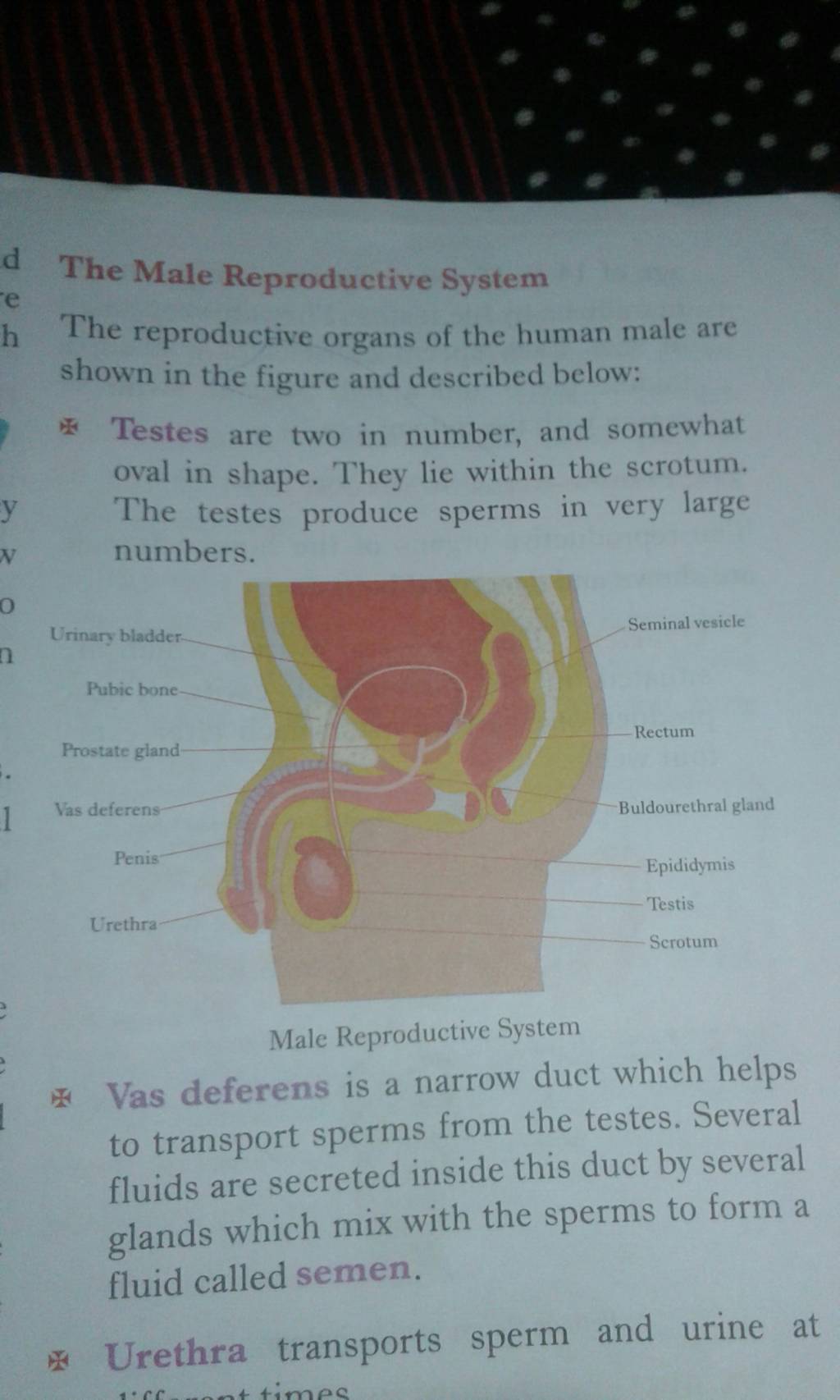 The Male Reproductive System The reproductive organs of the human male ar..