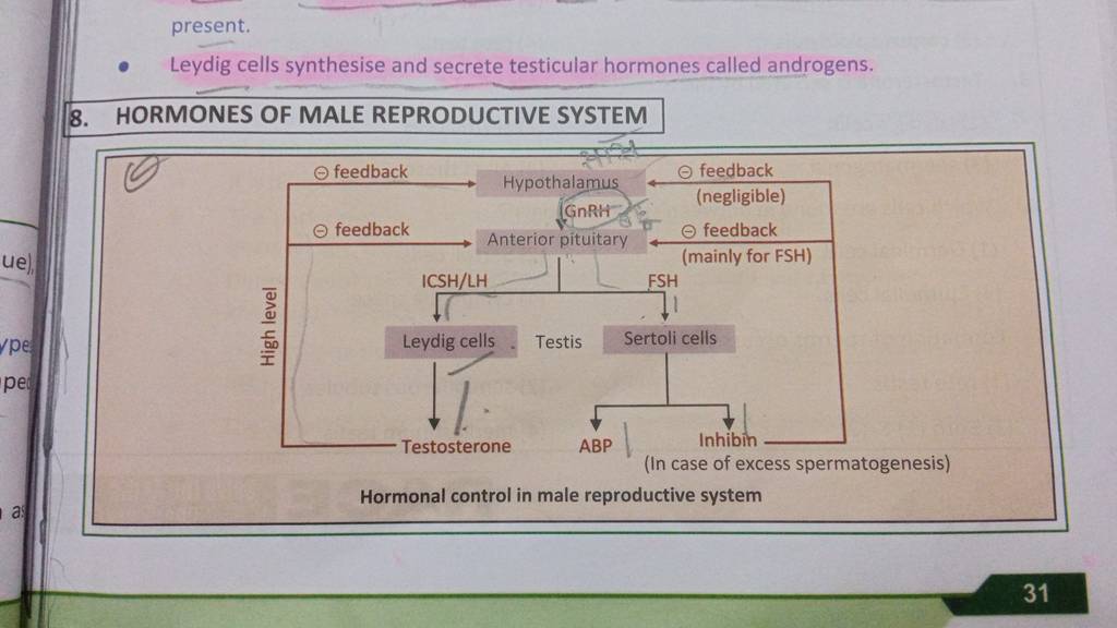 Present Leydig Cells Synthesise And Secrete Testicular Hormones Called