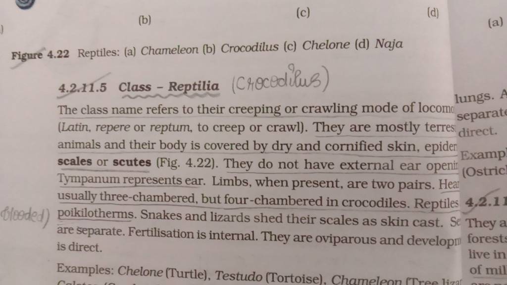 Class Reptilia Chelone