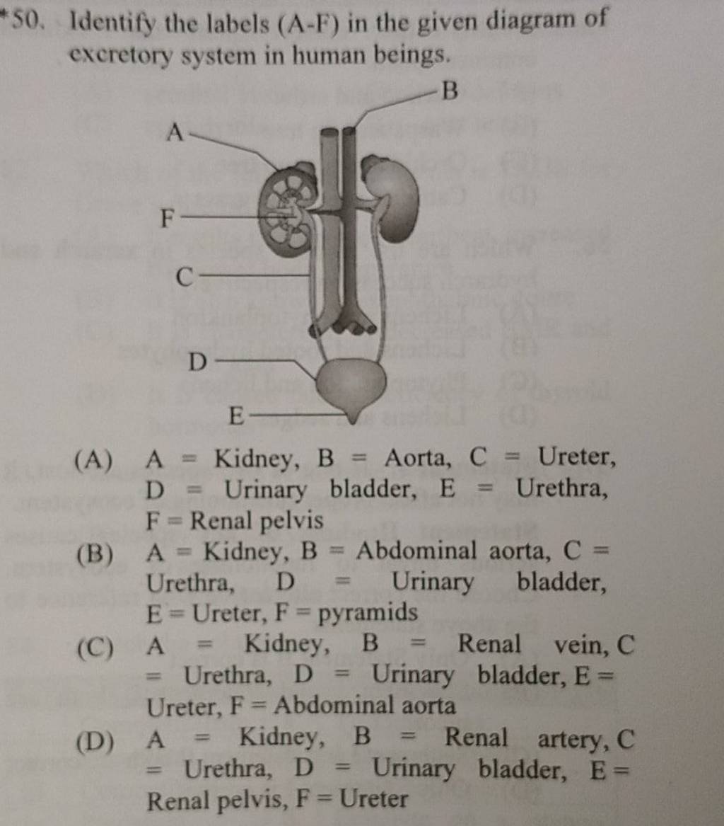 *50. Identify the labels (A-F) in the given diagram of excretory system i..