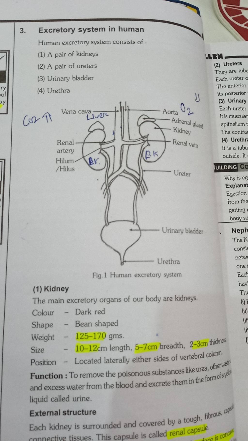 Excretory system in human Human excretory system consists of : | Filo