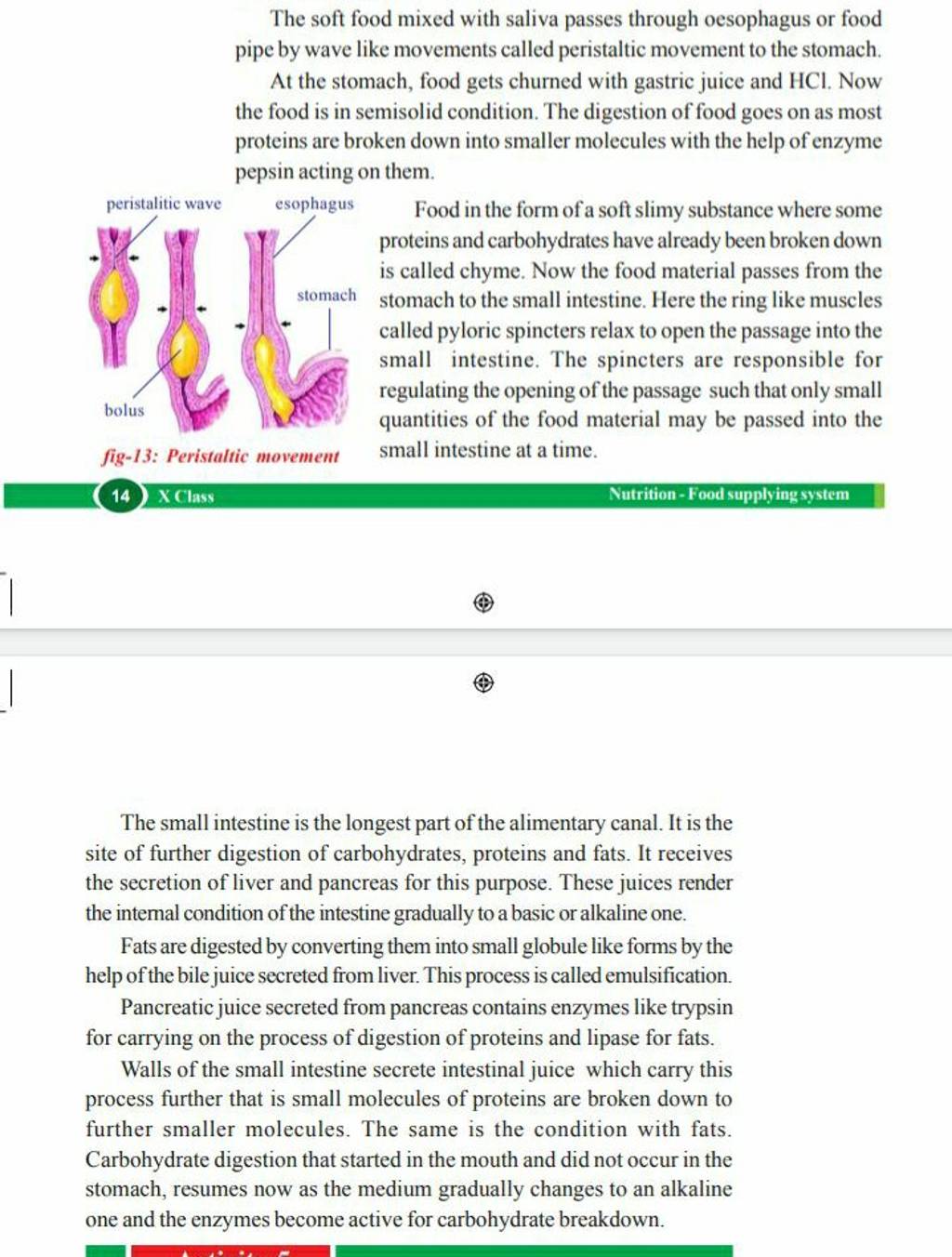The soft food mixed with saliva passes through oesophagus or food pipe by..