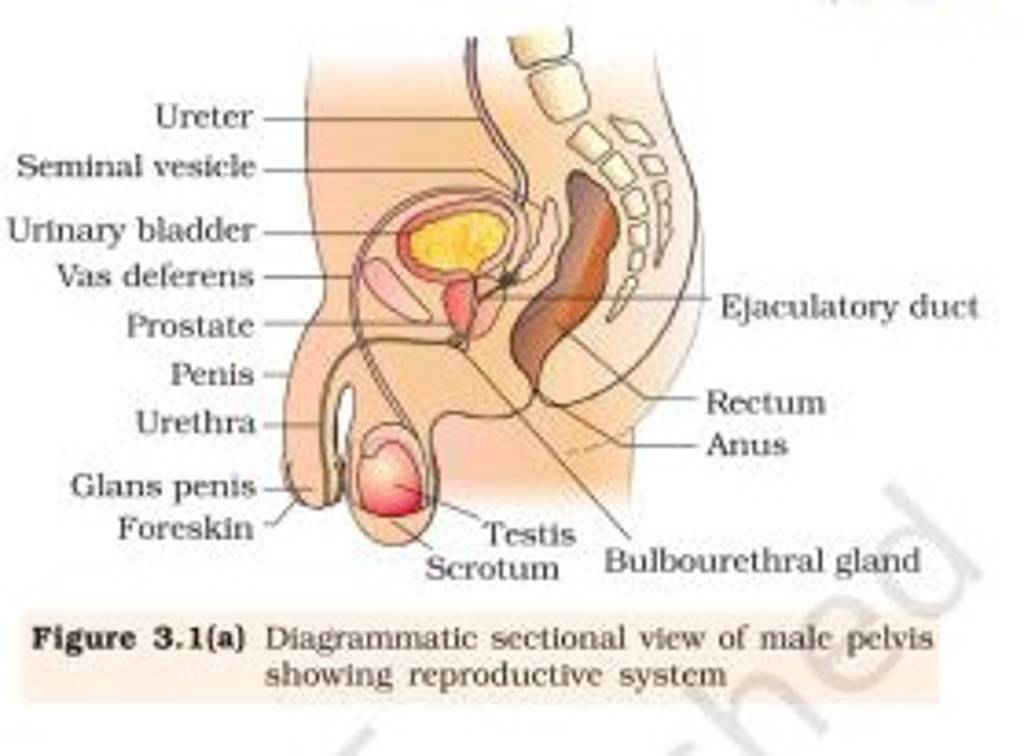 Figure 3 1 A Diagrammatic Scctional View Of Male Pelvis Showing Reproduc