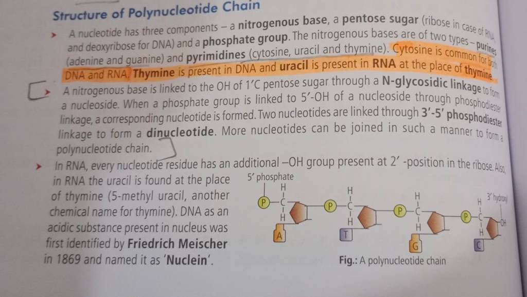 Structure of Polynucleotide Chain - A nucleotide has three components - a..
