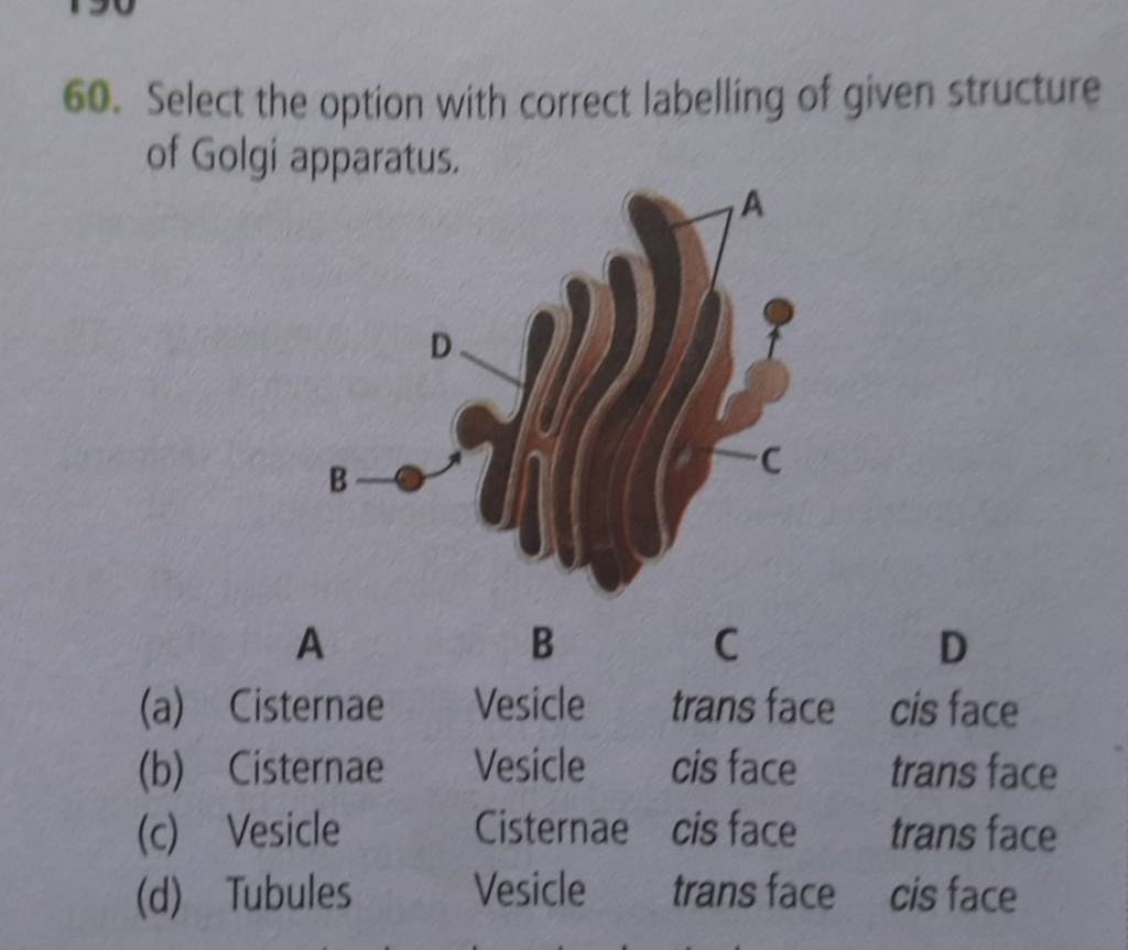 60. Select the option with correct labelling of given structure of Golgi