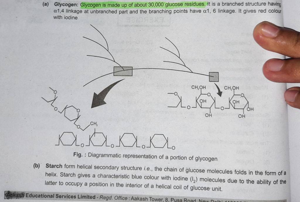 (a) Glycogen: Glycogen is made up of about 30,000 glucose residues. It is..