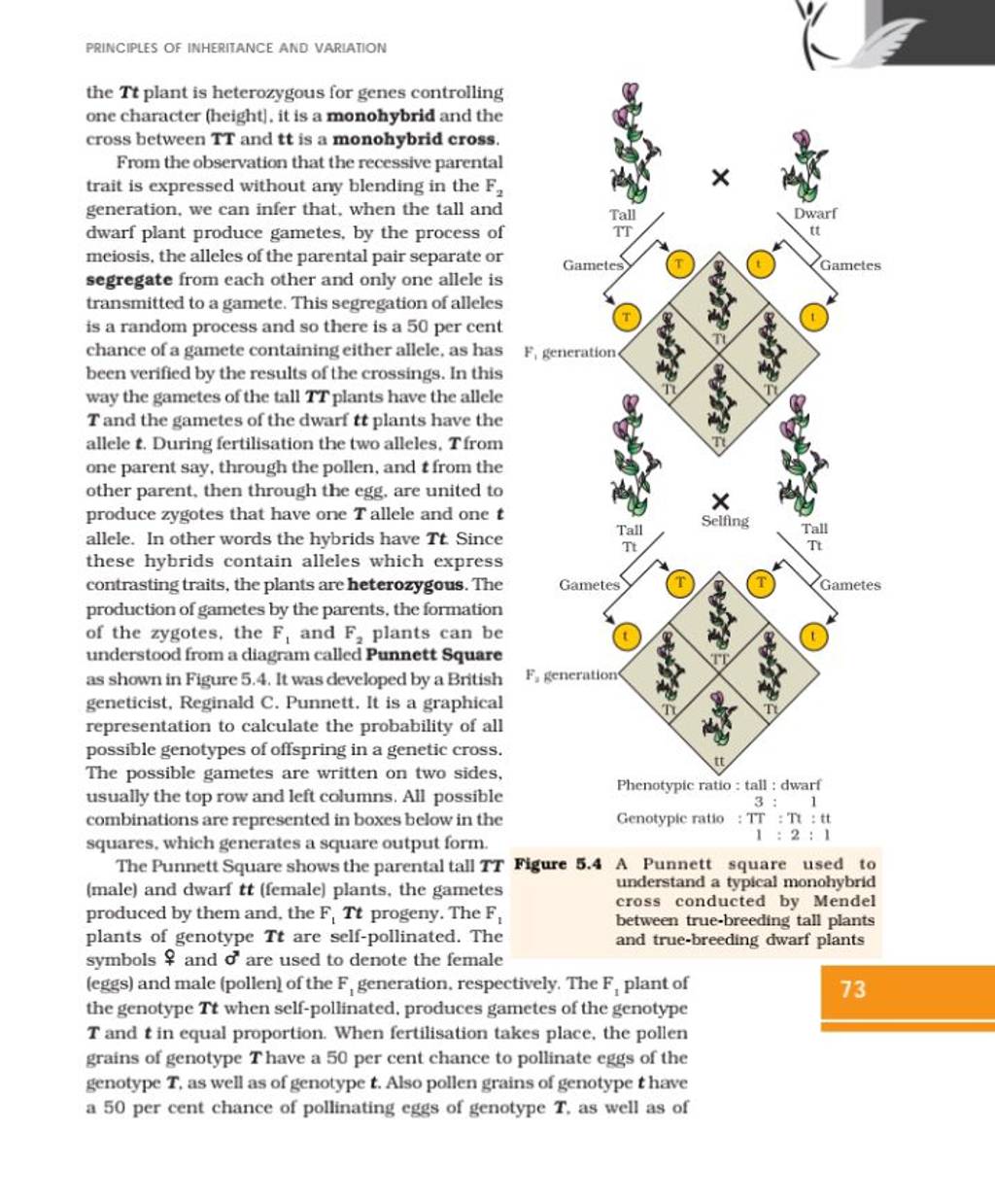 PRINCIPLES OF INHERITANCE AND VARIATION the Tt plant is heterozygous for