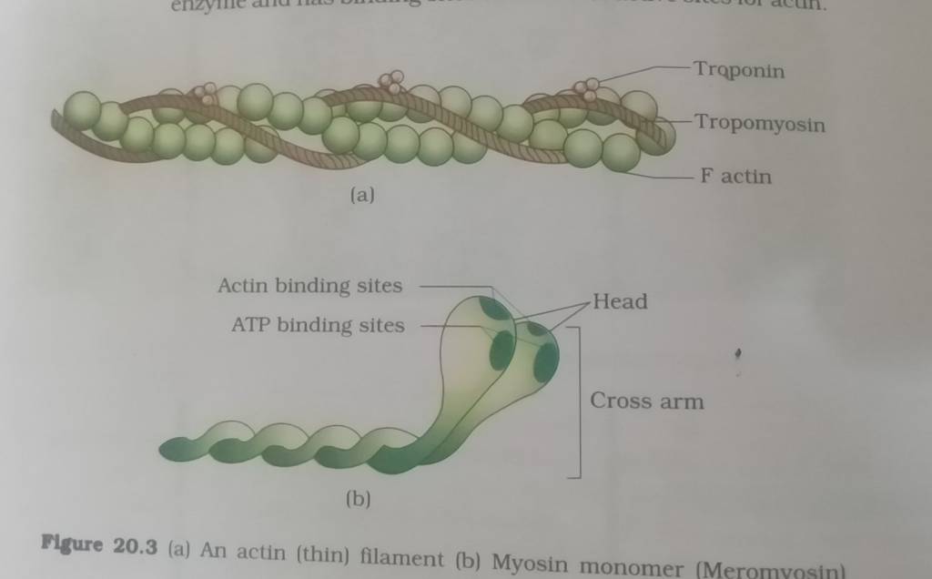Traponin -Tropomyosin F actin Actin binding sites (b) Figure 20.3 (a) An