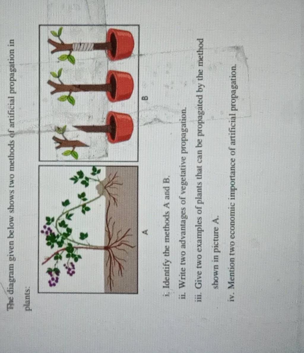 The diagram given below shows two methods of artificial propagation in pl.. The diagram given below shows two methods of artificial propagation in pl..