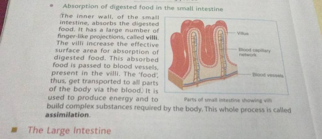 - Absorption of digested food in the small intestine The inner wall, of t..