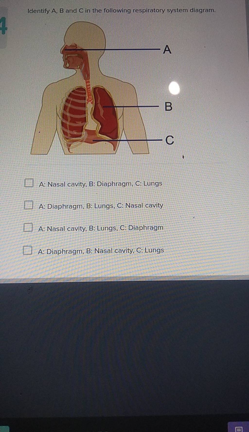 Identify A,B and C in the following respiratory system diagram. | Filo