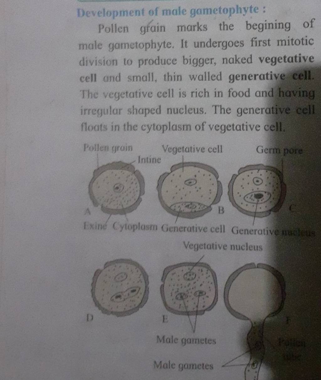 Development of male gametophyte : Pollen grain marks the begining of male..