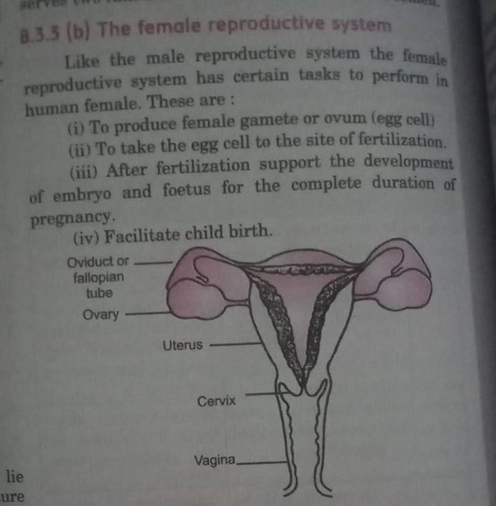 8.3.3 (b) The female reproductive system Like the male reproductive syste..