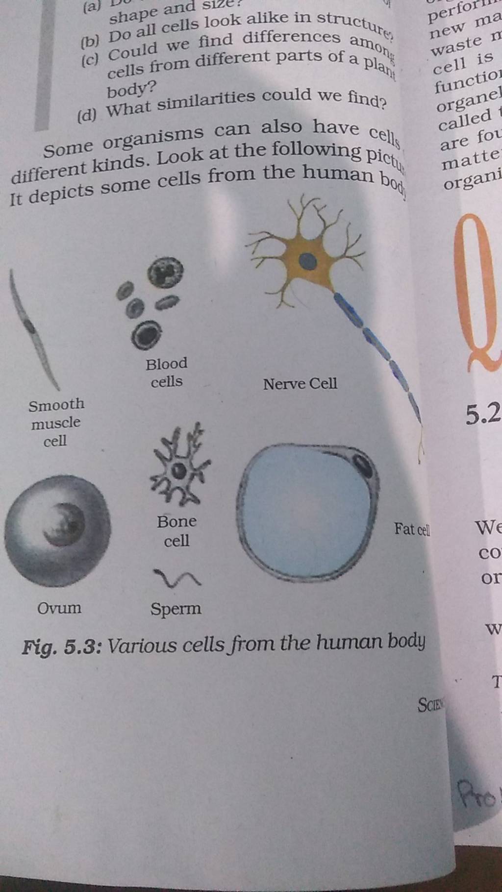 (b) Do all cells look alike in structure c) Could we find differences amp..