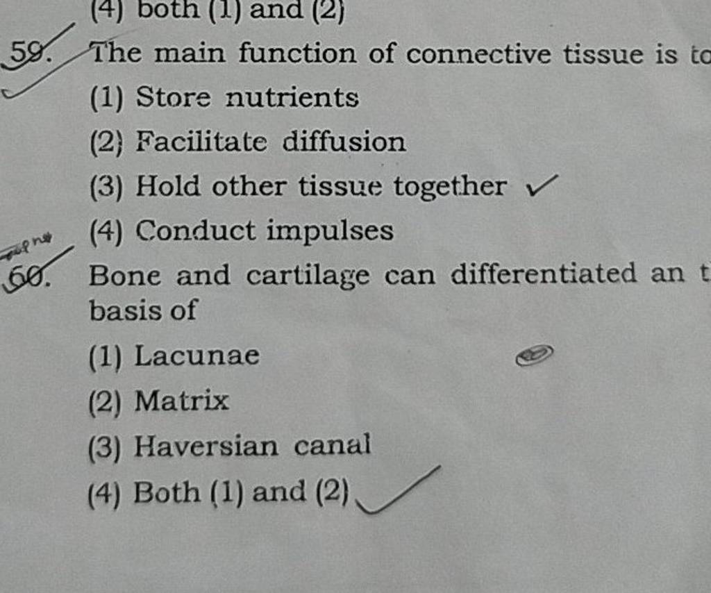 The Main Function Of Connective Tissue Is To Filo