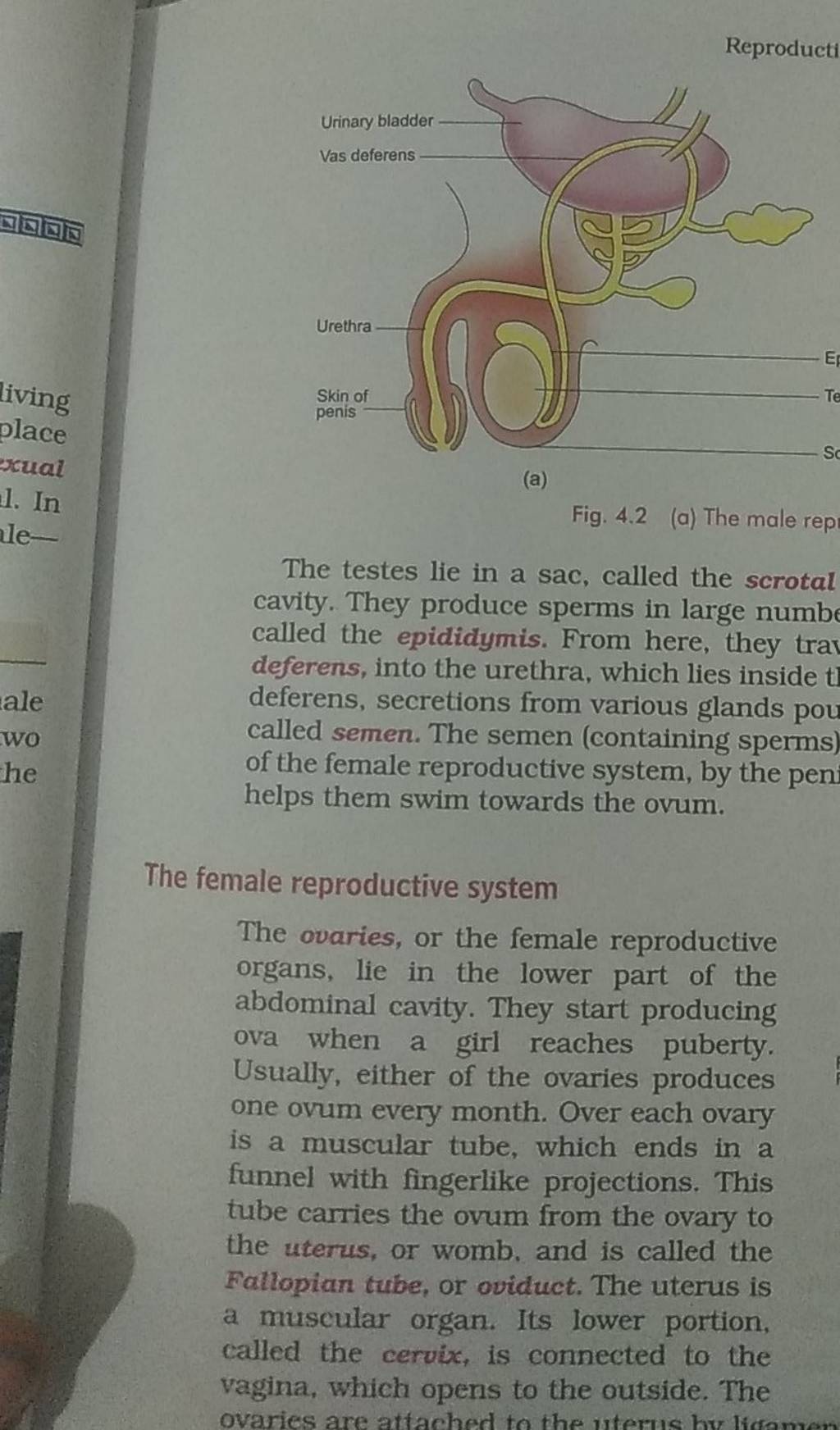 Reproducti (a) Fig. 4.2 (a) The male rep The testes lie in a sac, called