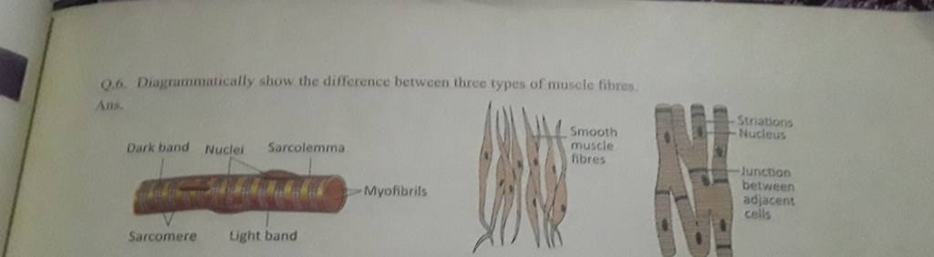 Q.6. Diagrammatically show the difference between three types of musele f..