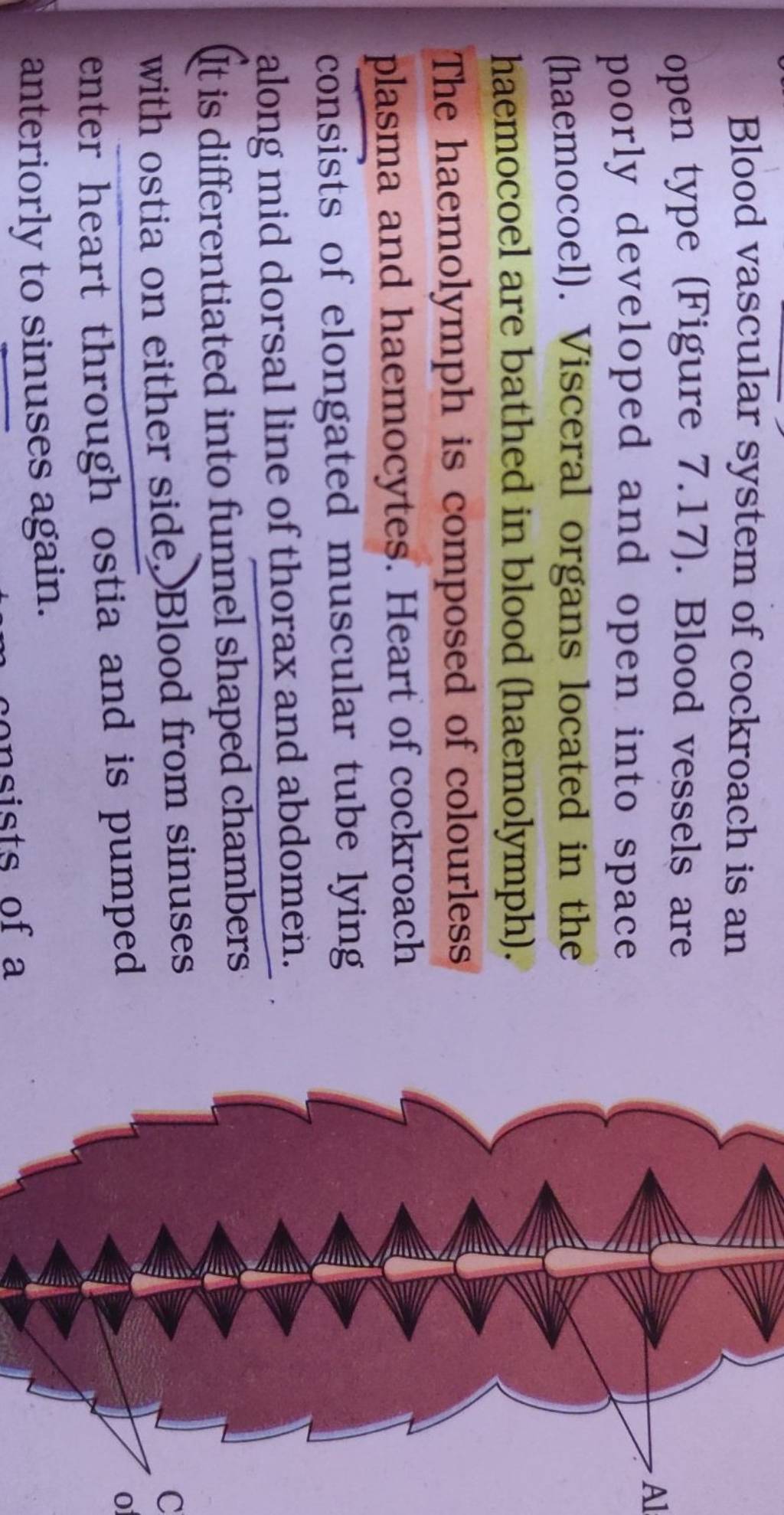 Blood vascular system of cockroach is an open type (Figure 7.17). Blood v..