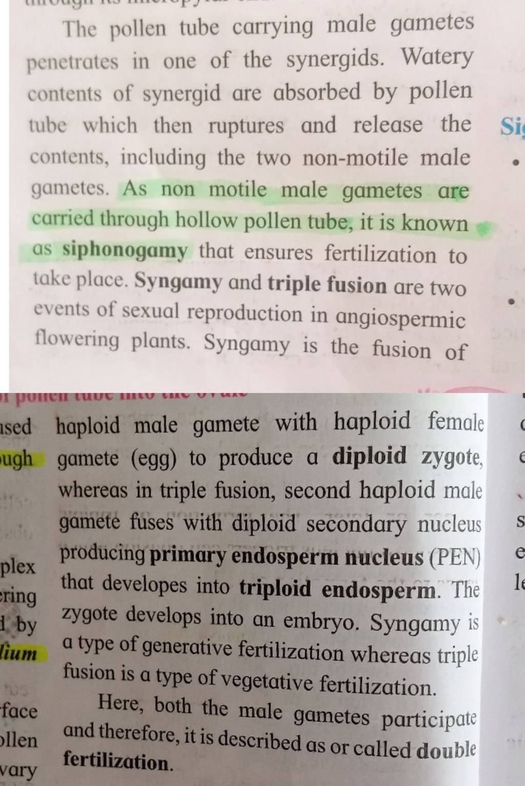 The pollen tube carrying male gametes penetrates in one of the synergids...