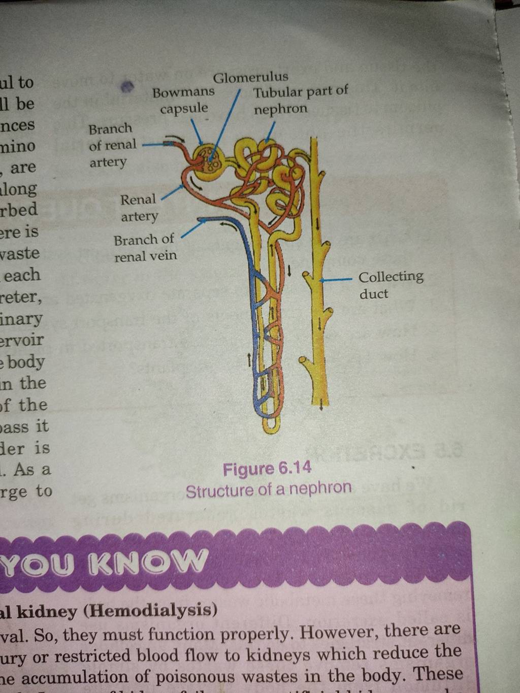 Figure 6.14 Structure of a nephron al kidney (Hemodialysis) val. So, they..