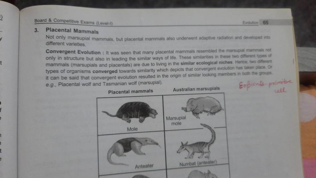 Convergent Evolution Marsupials And Placental Mammals