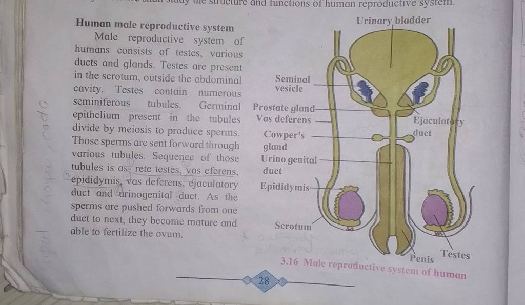 Human male reproductive system Urinary bladder Male reproductive system o..