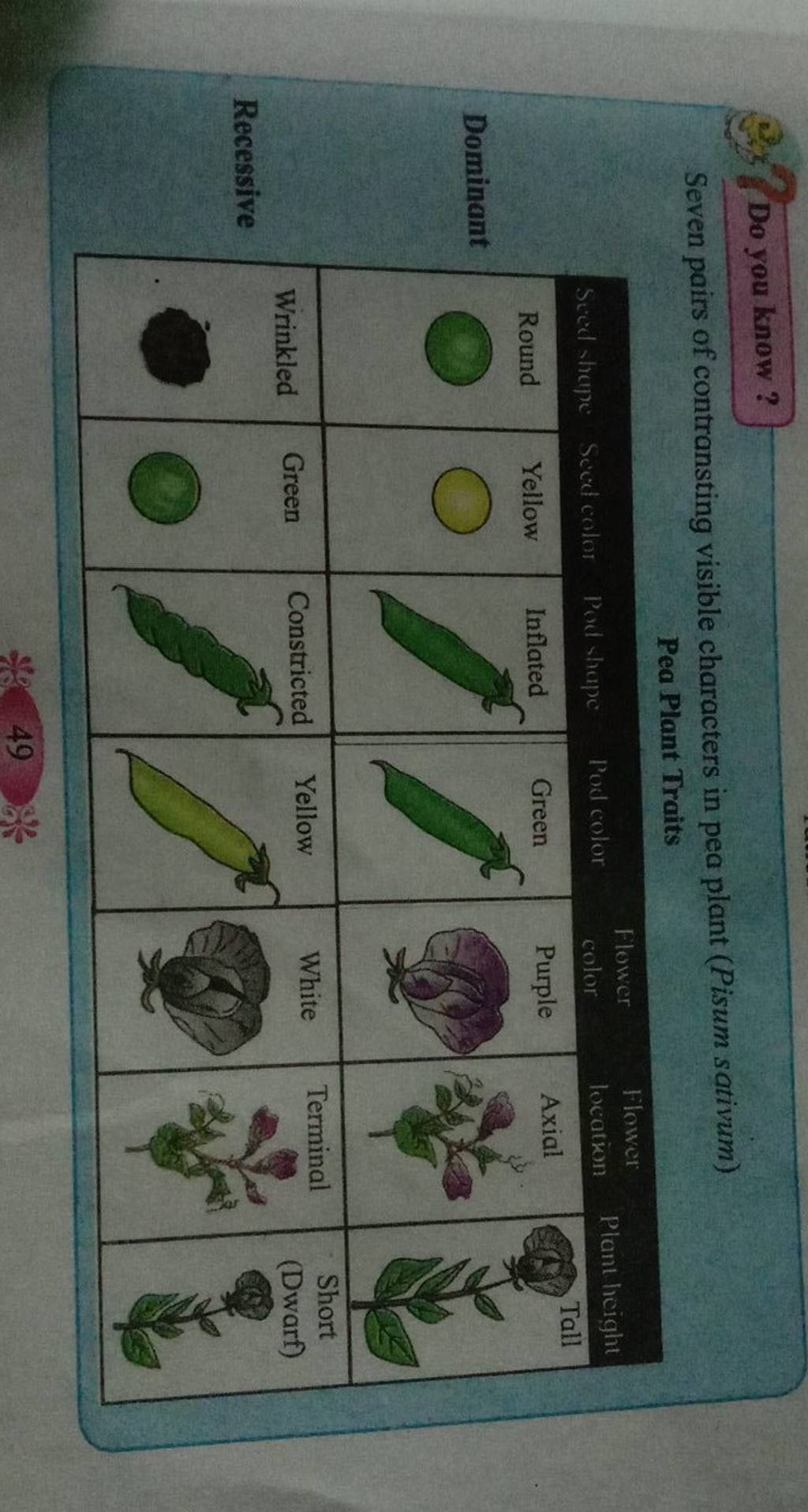 Do you know? Seven pairs of contransting visible characters in pea plant
