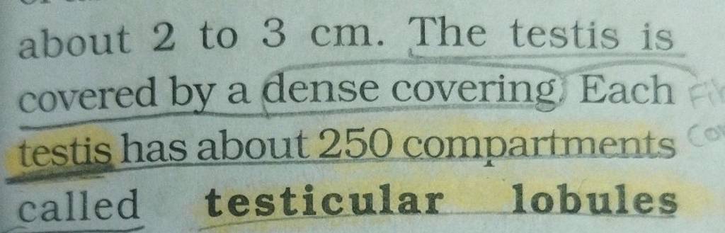 about 2 to 3 cm. The testis is covered by a dense covering) Each testis h..