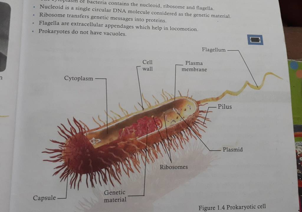 - Nucleoid is a single circular DNA the nucleoid, ribosome and flagella.