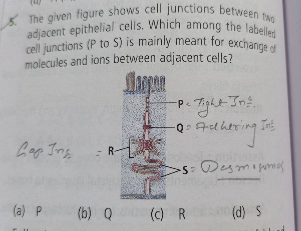 The given figure shows cell junctions between two adjacent epithelial cel..