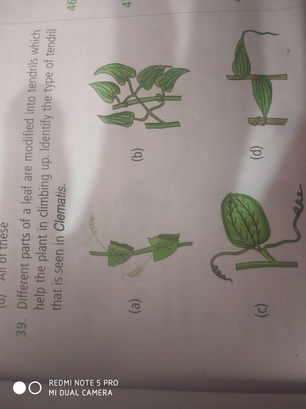39. Different parts of a leaf are modified into tendrils which help the p..
