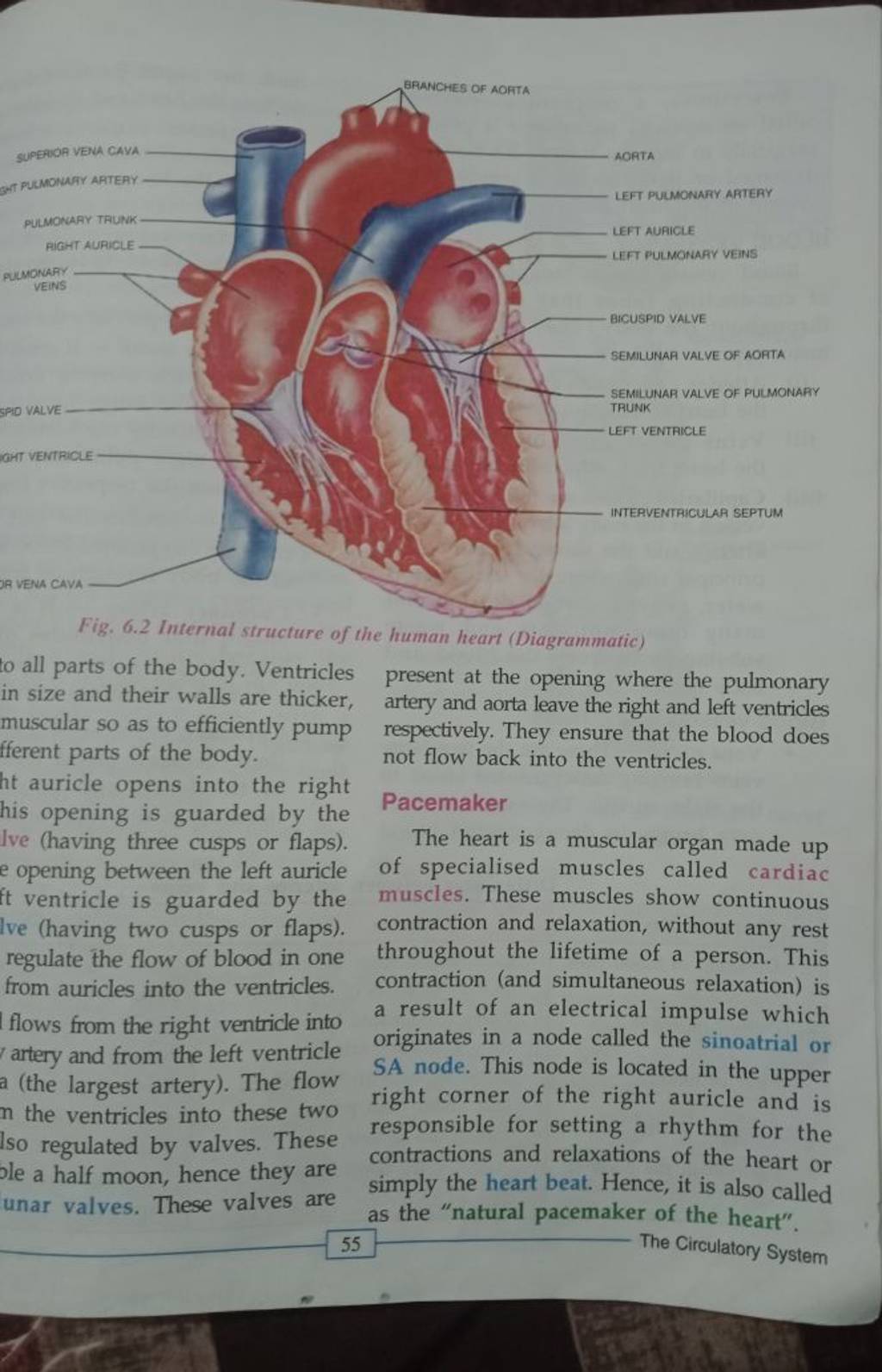 to all parts of the body. Ventricles present at the opening where the pul.. to all parts of the body. Ventricles present at the opening where the pul..
