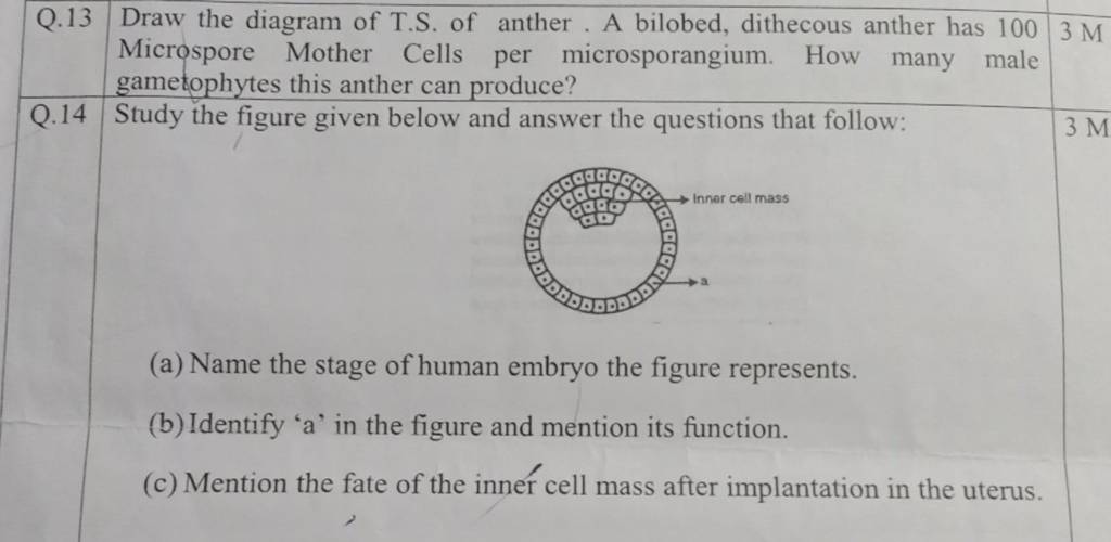 Q.13 Draw the diagram of T.S. of anther. A bilobed, dithecous anther has
