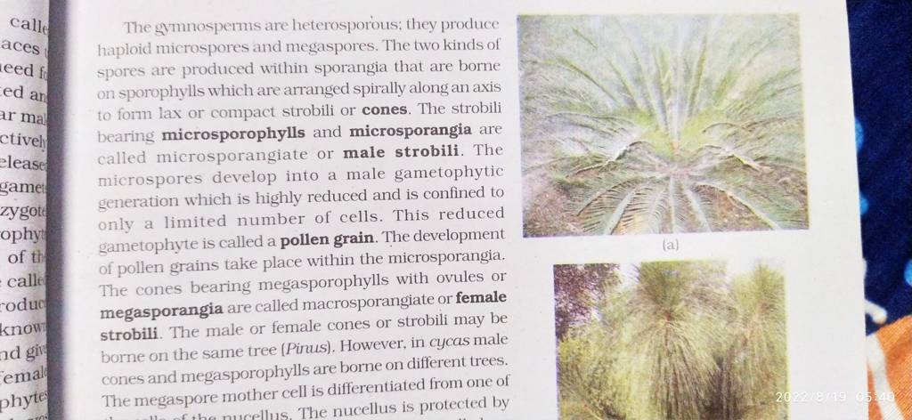 Microspores Vs Megaspores