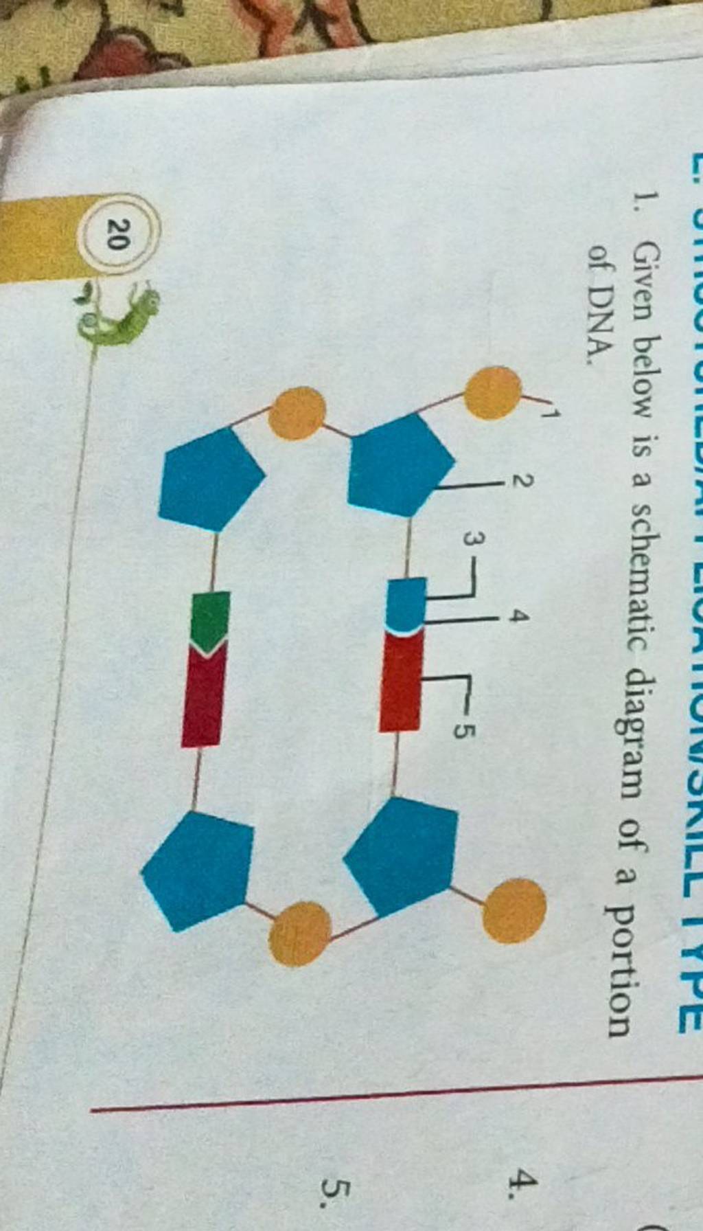 1. Given below is a schematic diagram of a portion of DNA. | Filo