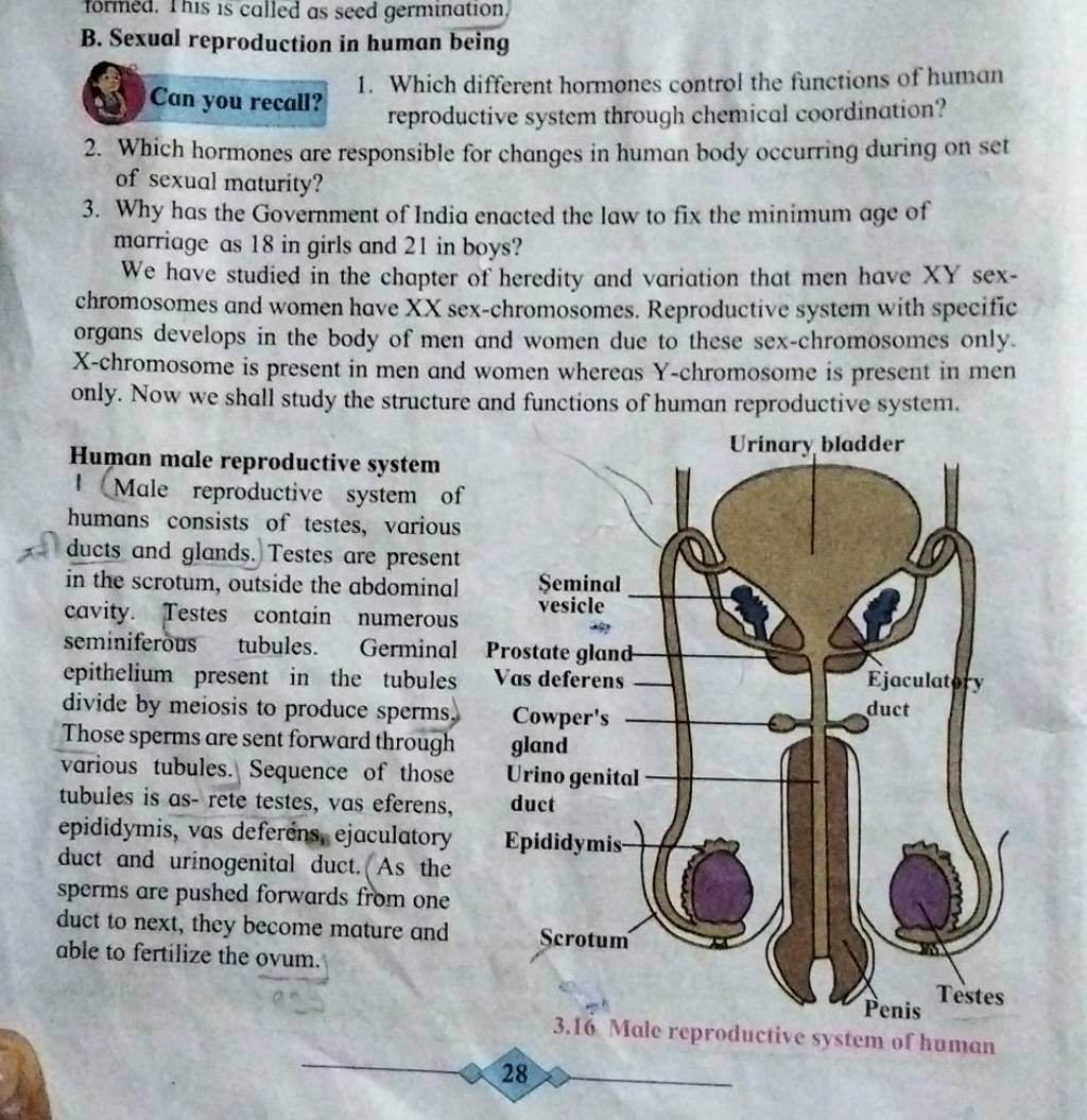 Reproduction In Human Beings