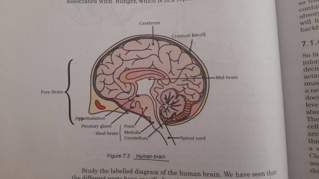 Figure 7.3 Human brain Study the labelled diagram of the human brain. We