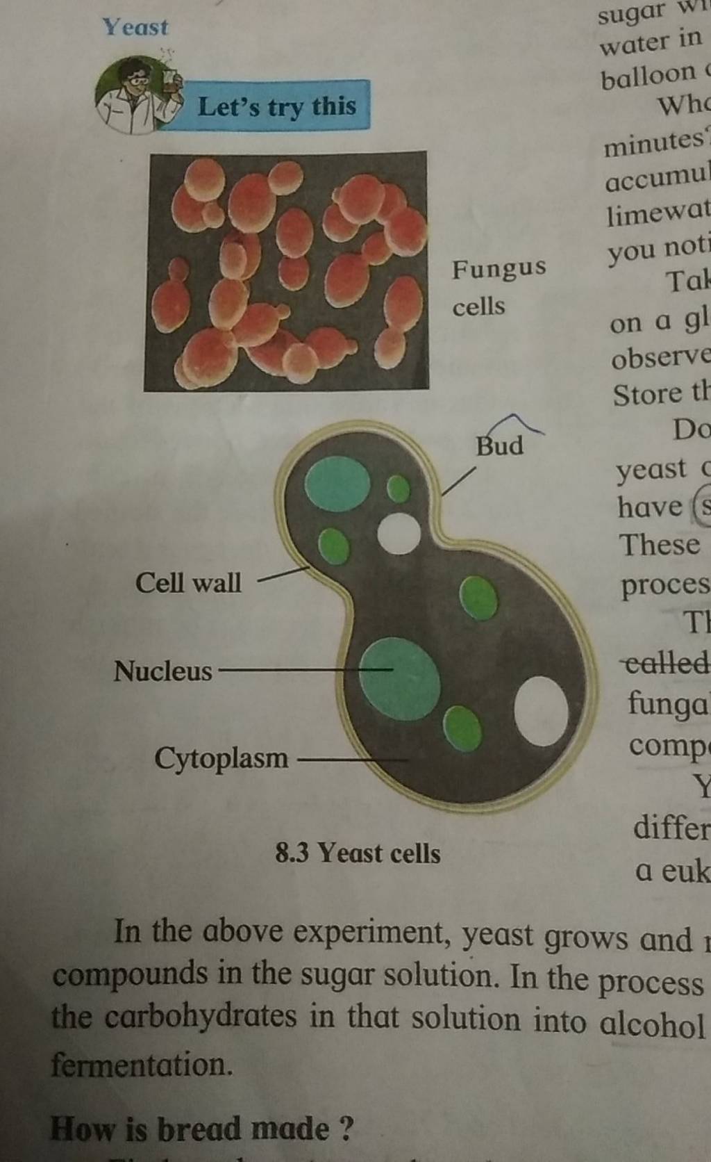 Yeast Let's try this In the above experiment, yeast grows and compounds i..