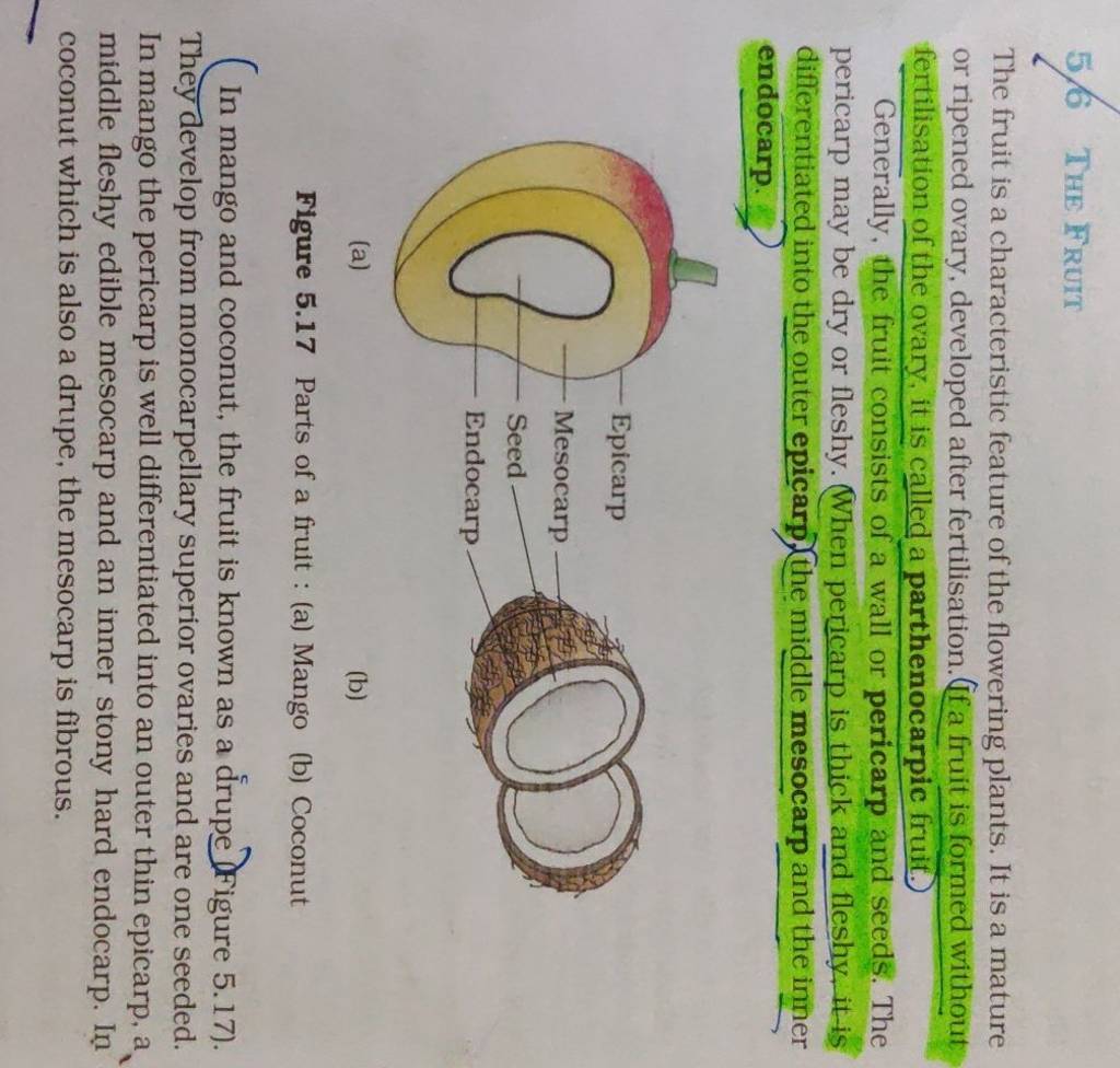 5/6 THE FRUTT The fruit is a characteristic feature of the flowering plan..