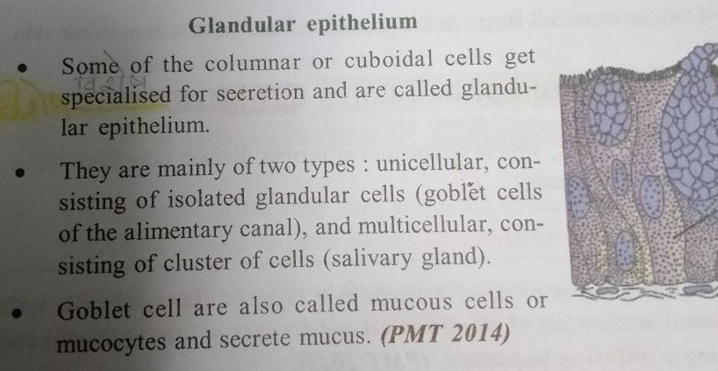 Glandular epithelium - Some of the columnar or cuboidal cells get special..
