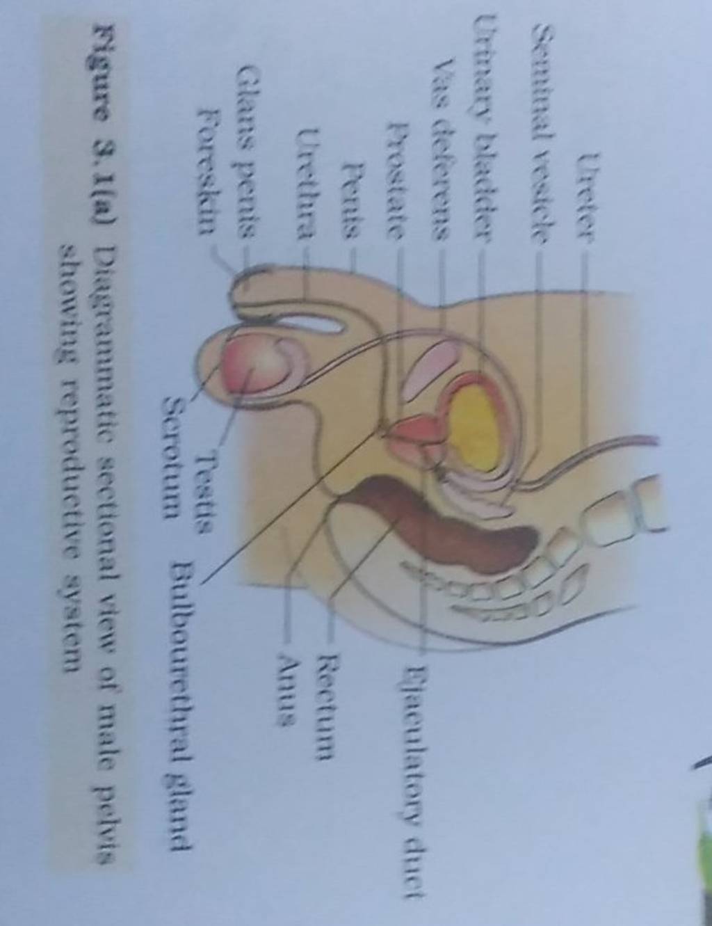 Nigure 3 I A Diagrammatic Sectional View Of Male Pelvis Showing Reprodu