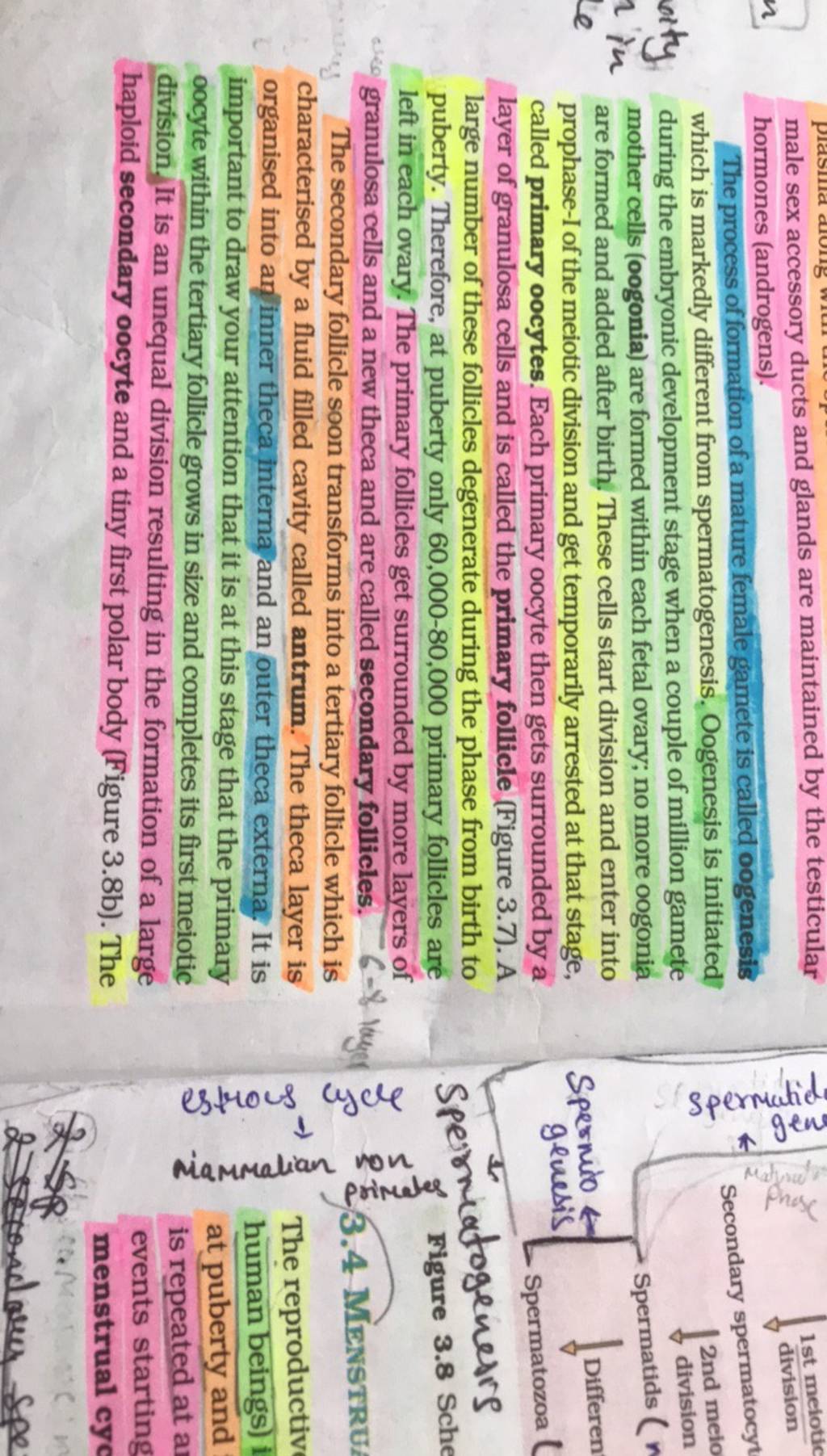male sex accessory ducts and glands are maintained by the testicular horm..
